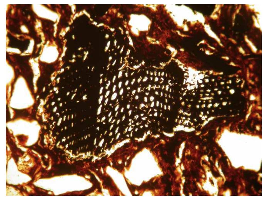 Ch2005-12, transverse (cross) section (100x), conifer,