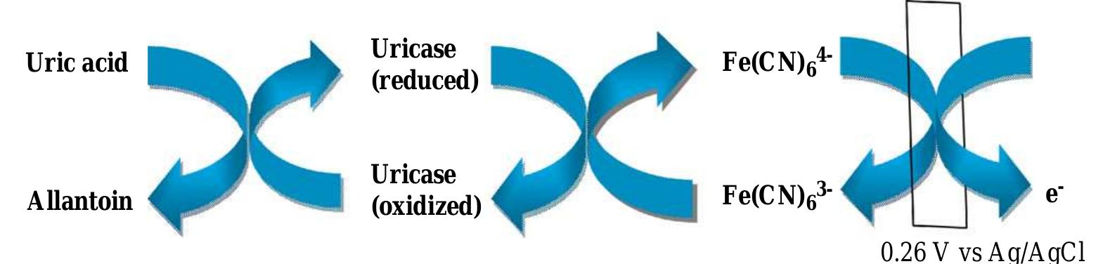 Enzymatic reaction mechanism of the work of