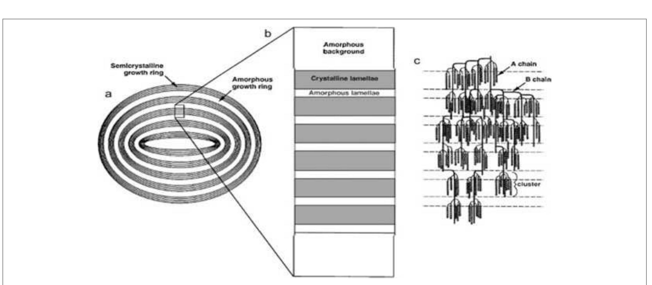 -starch granular structure: (a) the whole granule, (b) the