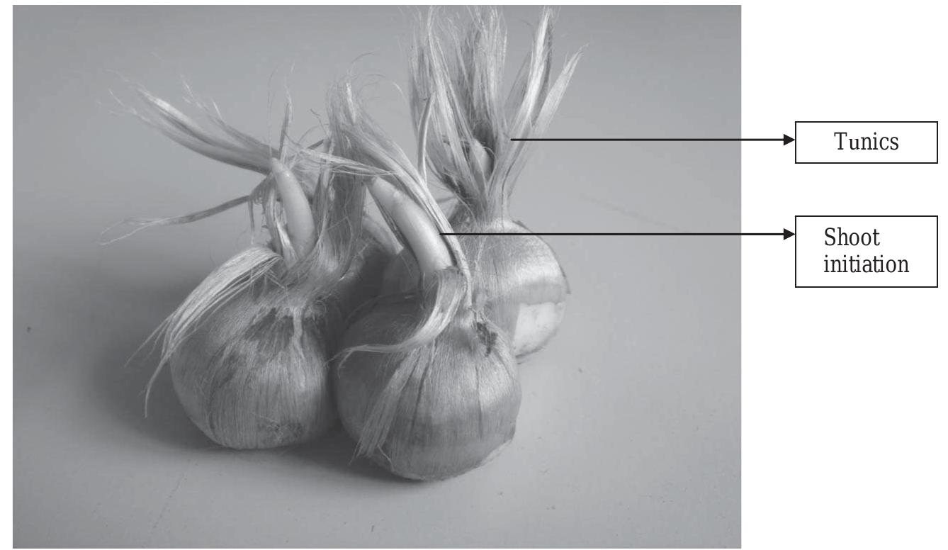 Growth stages of saffron in kashmir, india. sub-globose.