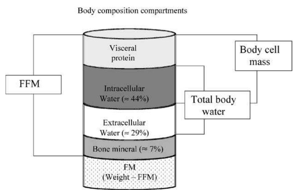 Schematic diagram of fat-free mass (ffm), total body water