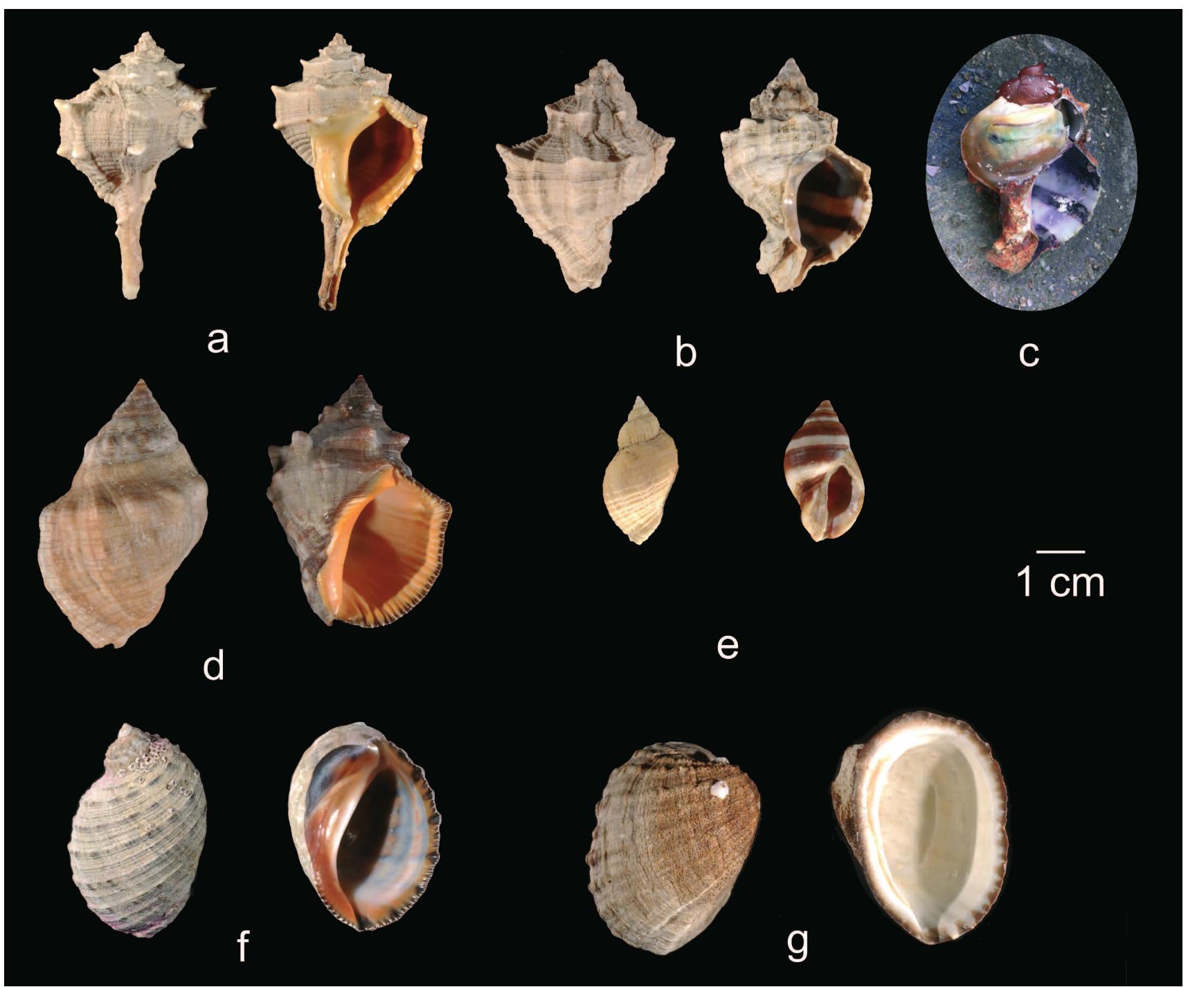 Figure 9 - Natural history and iconography of purple shells