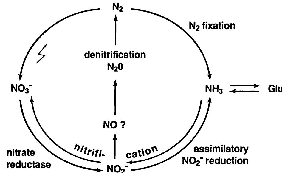Inorganic nitrogen cycle, showing the central position of