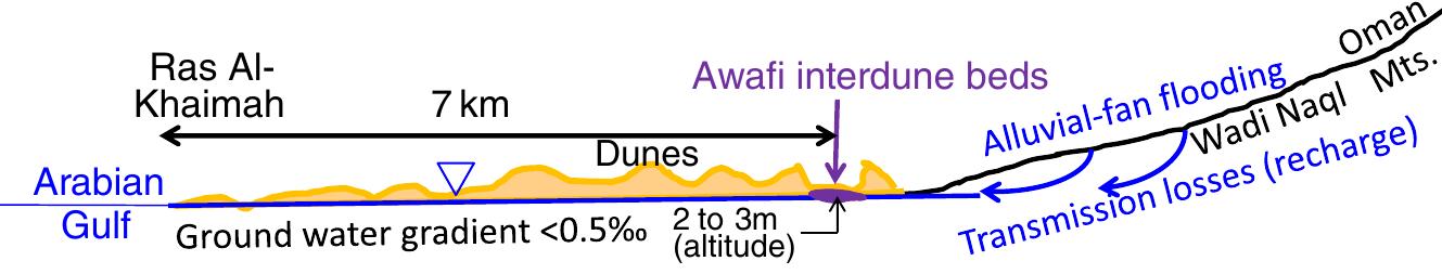 Schematic cross section (not to scale) showing the awafi