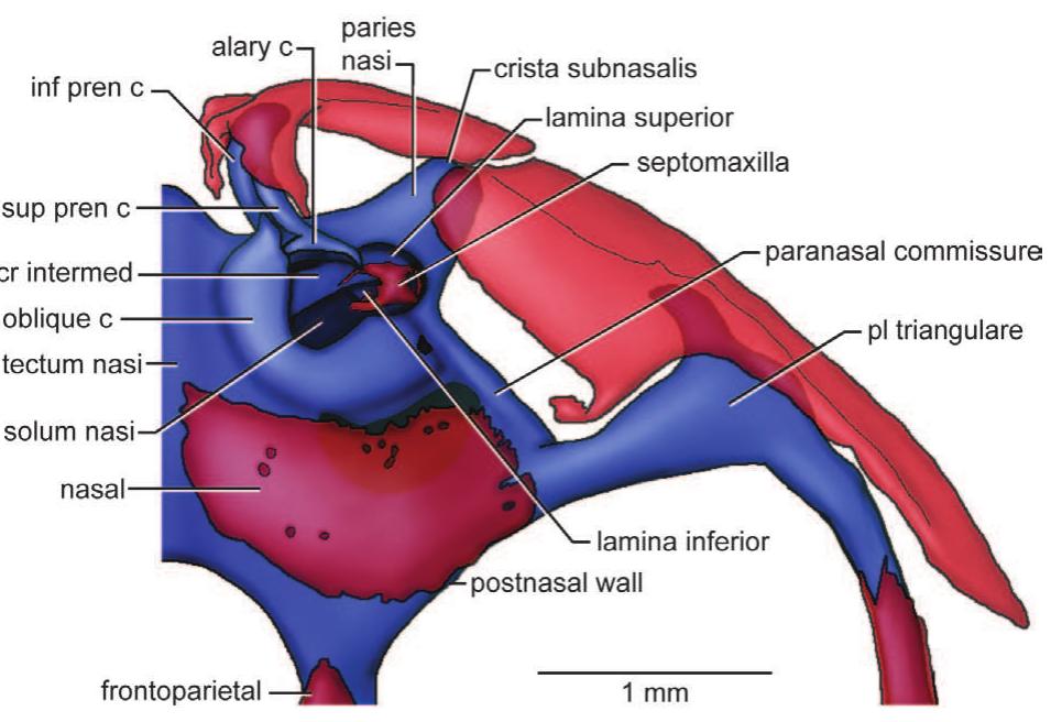 Dorsal view of right nasal capsule of stage-46 s.