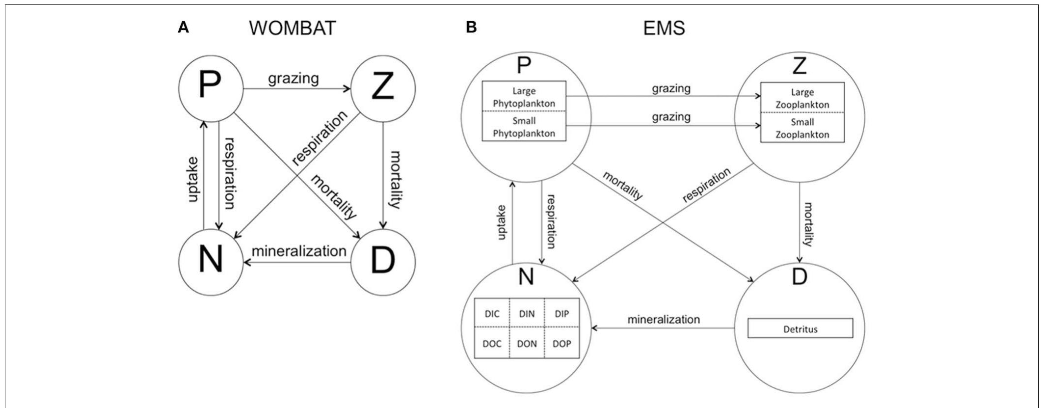 | structure of biogeochemical models used in this study.