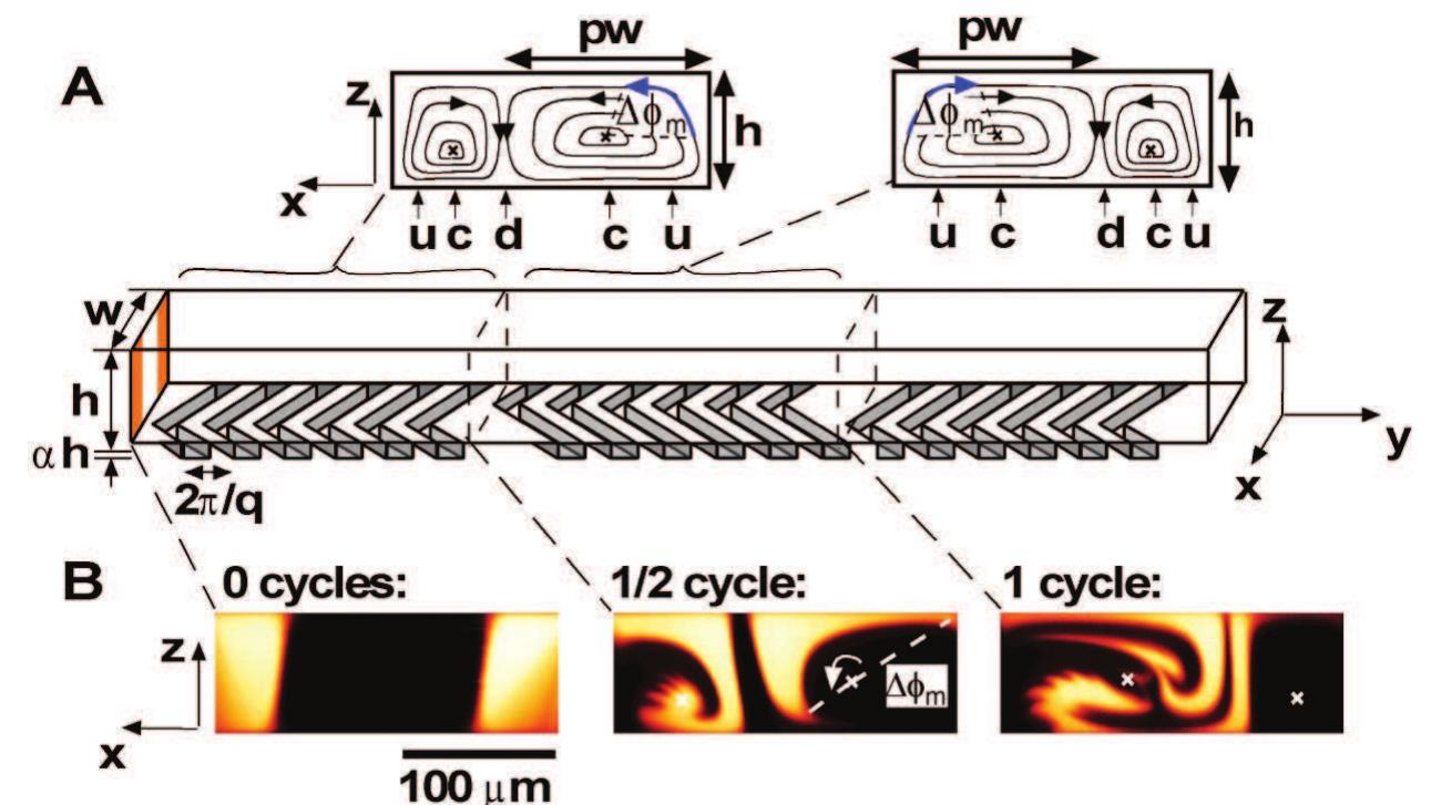 Staggered herringbone mixer (shm). (a) schematic diagram of