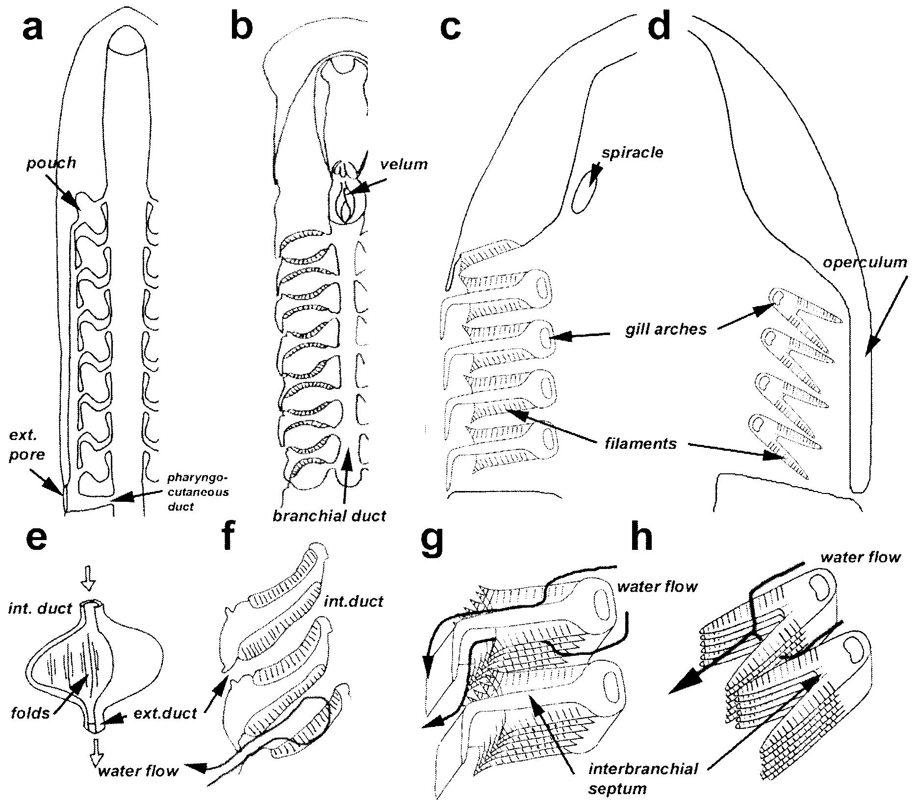 (PDF) Fish gill morphology: Inside out