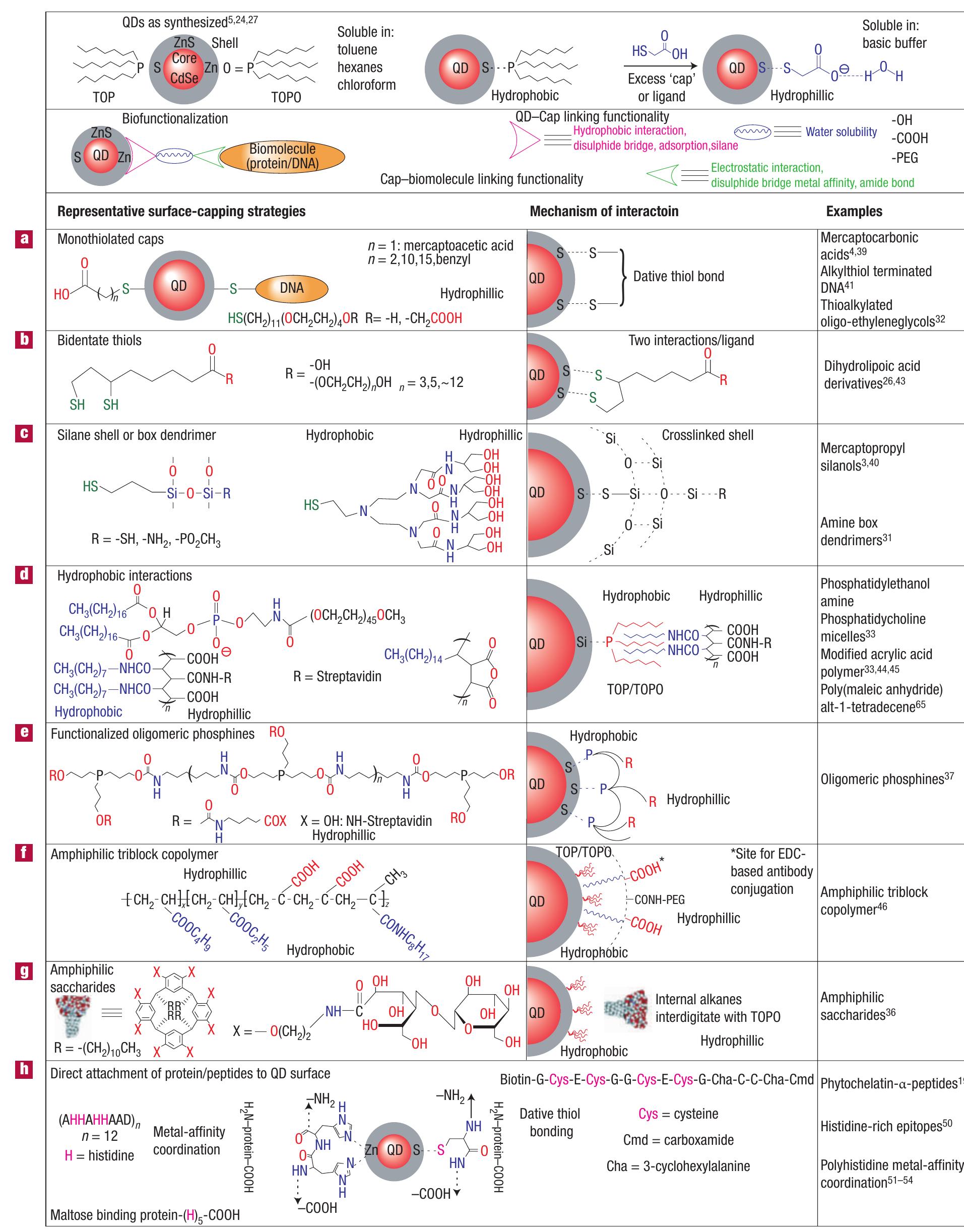 Figure 4 - Quantum dot bioconjugates for imaging, labelling