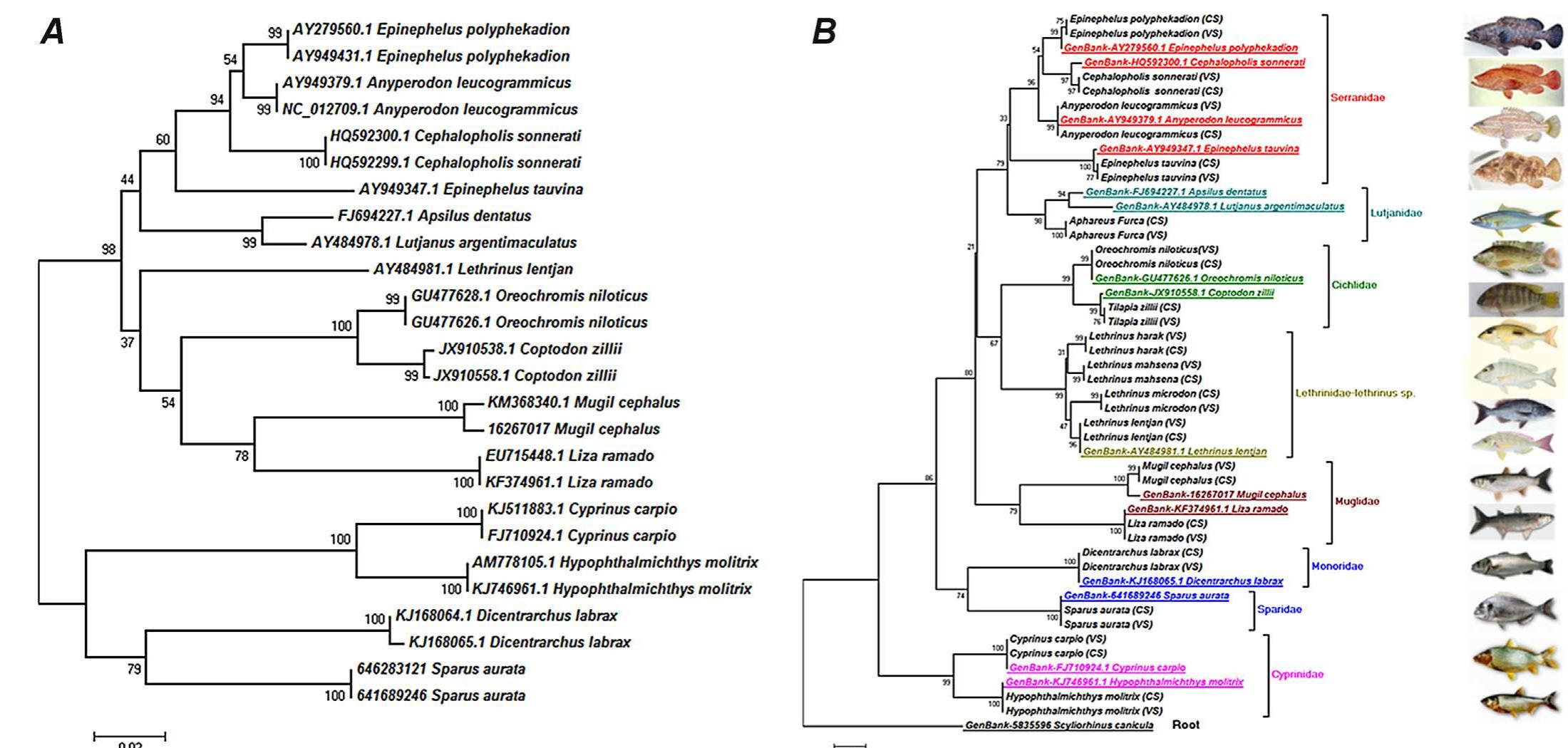 Phylogenetic tree using neighbor-joining method based on