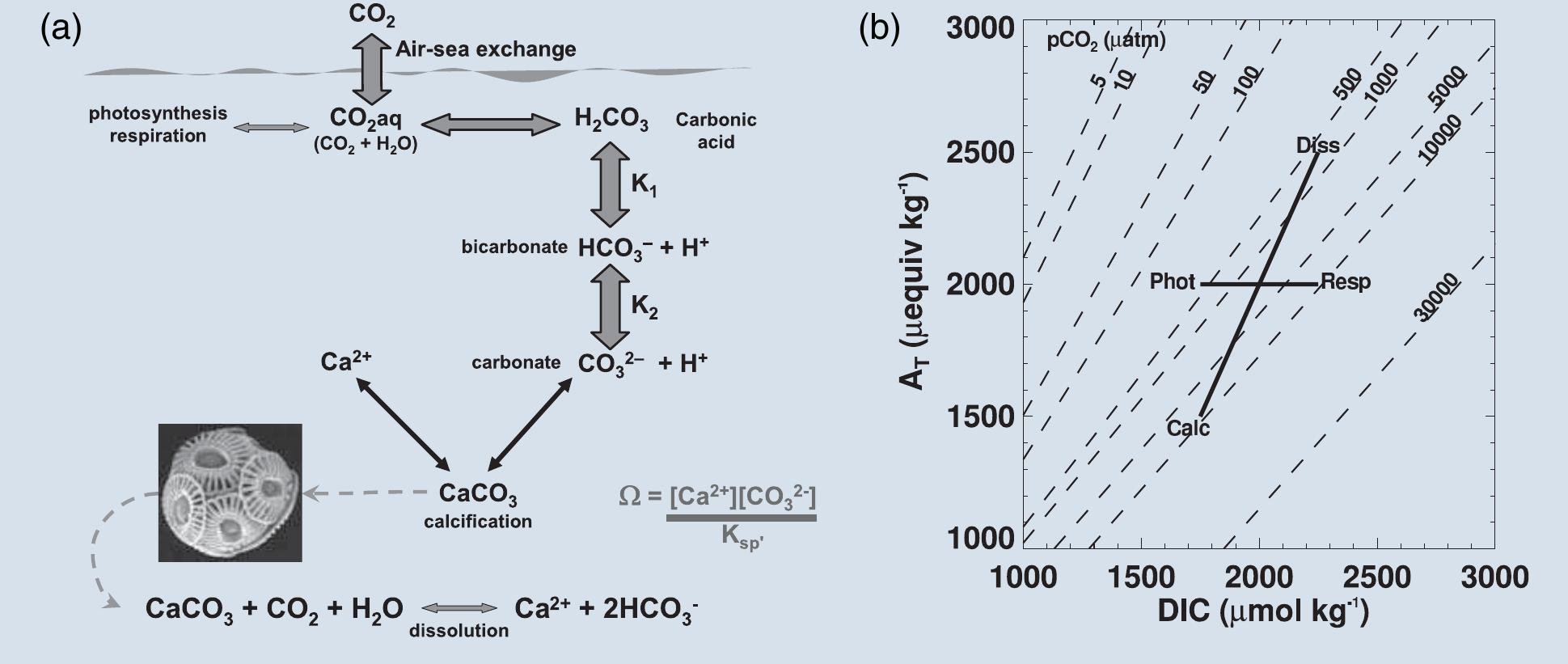 (a) a simplified diagram of the carbonate system in