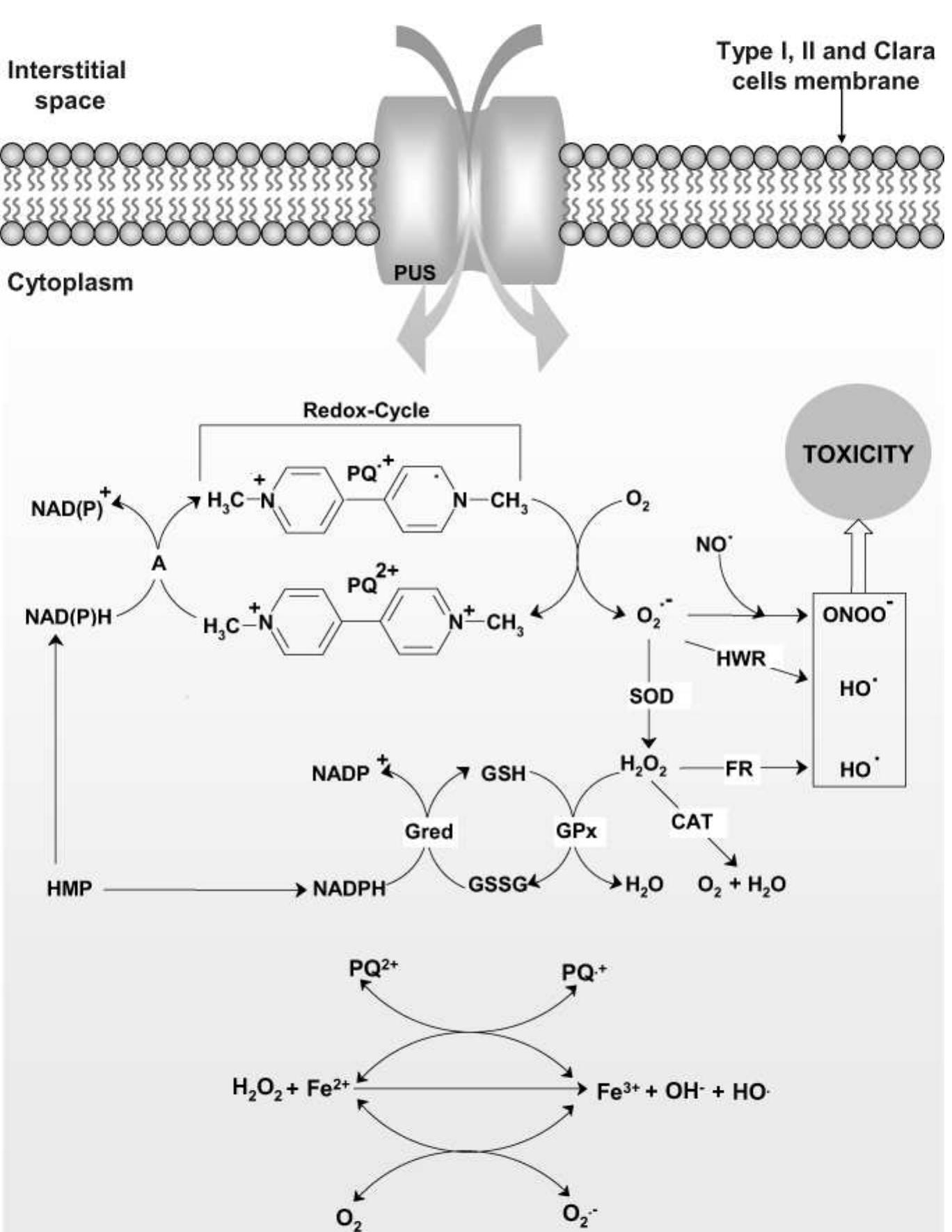 Schematic representation of the mechanism of paraquat