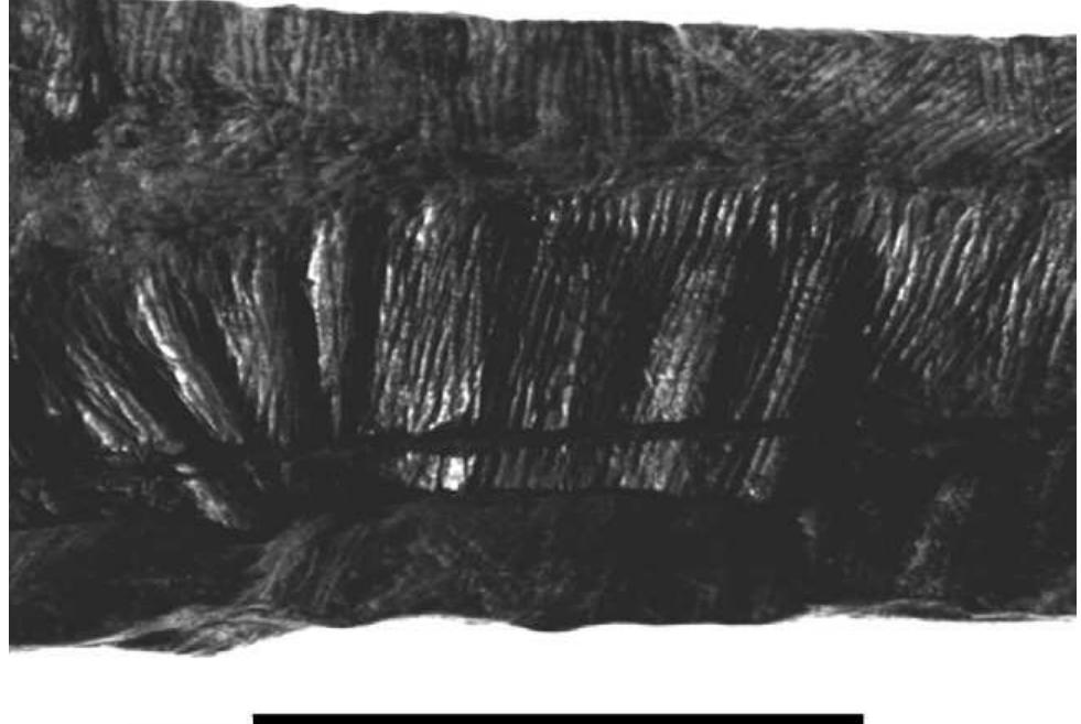 Squirrel (sciurus vulgaris linnaeus, 1758): gnawing on the