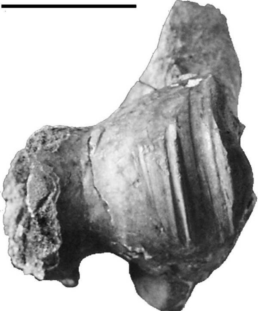 Figure 12 - from Taphonomy and palaeopathology in