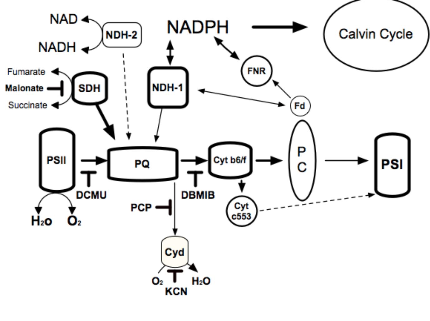 5. schematic representation of photosynthetic/respiratory