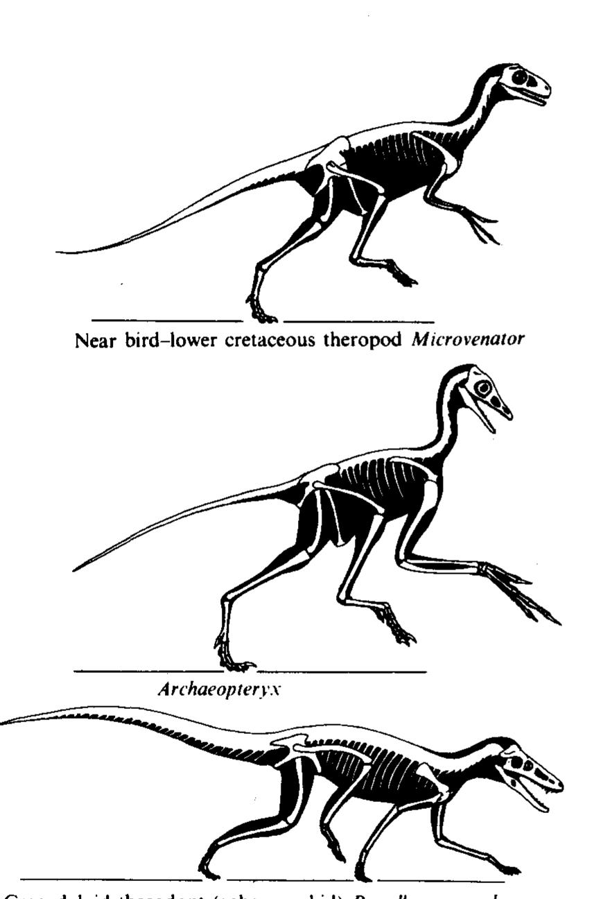 Ostrom has shown that the hands and feet of archaeopteryx