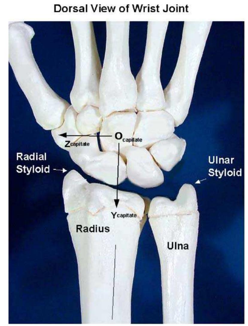 Dorsal view of a right wrist joint illustrating the capitate