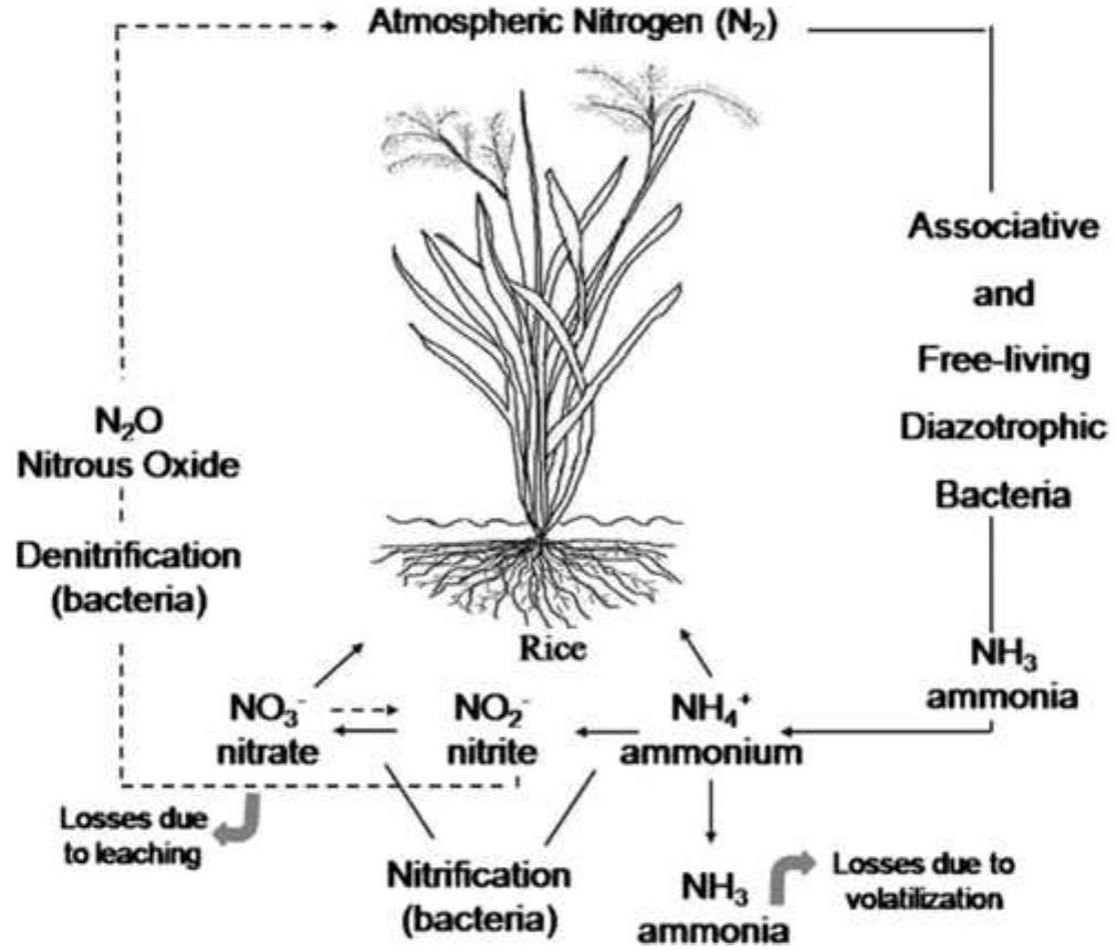 Summary diagram of nitrogen (n) transformations in flooded