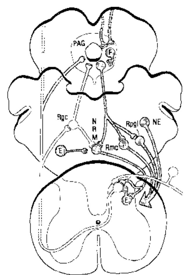 Schematic illustration of the major components of a