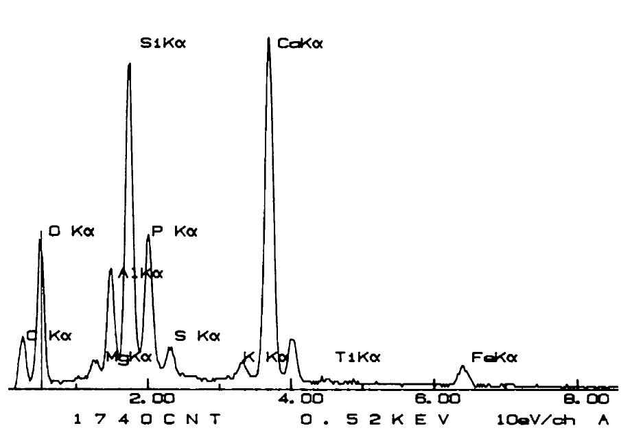 Typical edx spectrum of the outer surface.
