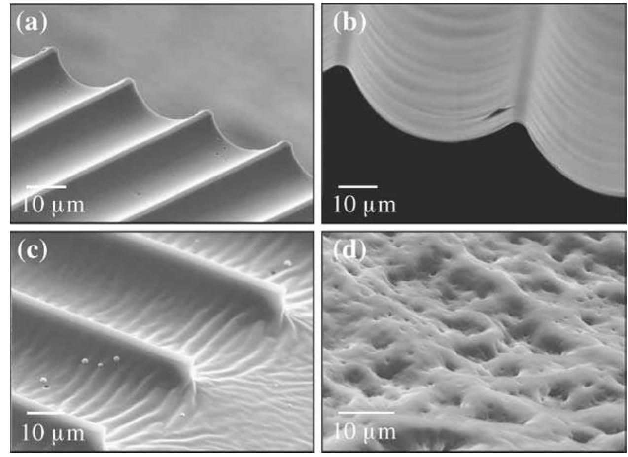 Scanning electron microscope (sem) images showing the