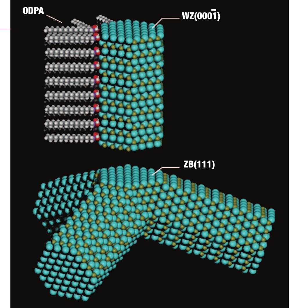 Proposed model of a cdte tetrapod. the exploded view of one