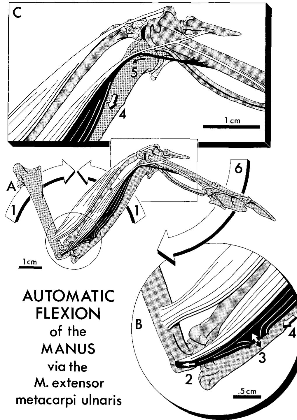A right forelimb of pigeon, dorsal view. m. extensor