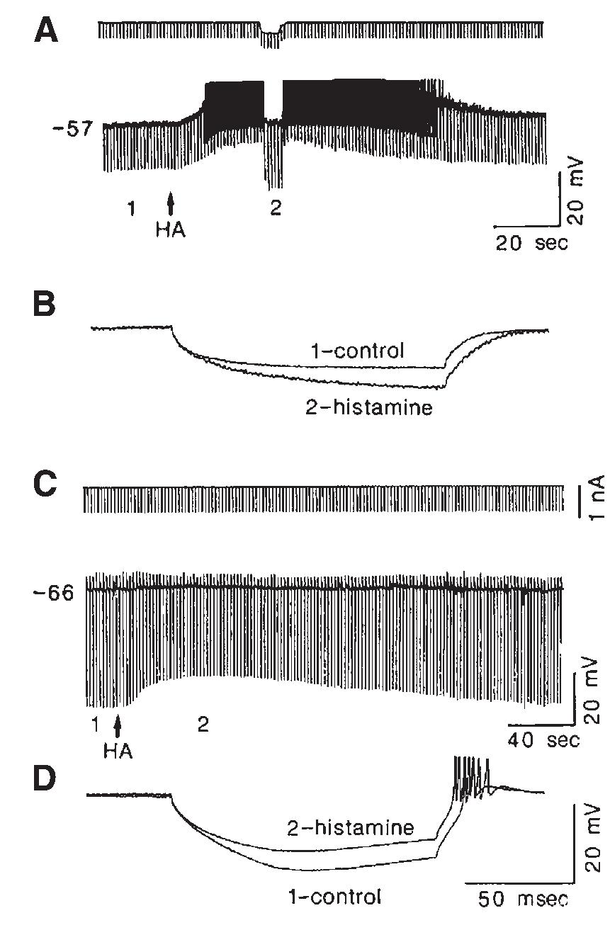 Fic. 15. histamine actions in thalamic relay neurons (slices