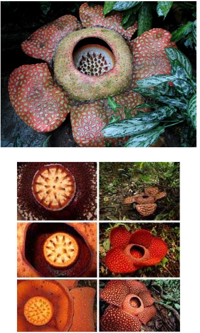 Rafflesia arnoldii flower as a natural inspired model [6].