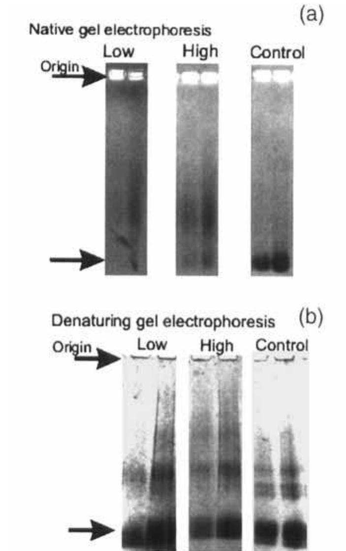 (a) native gel electrophoresis of r-pe samples irradiated at