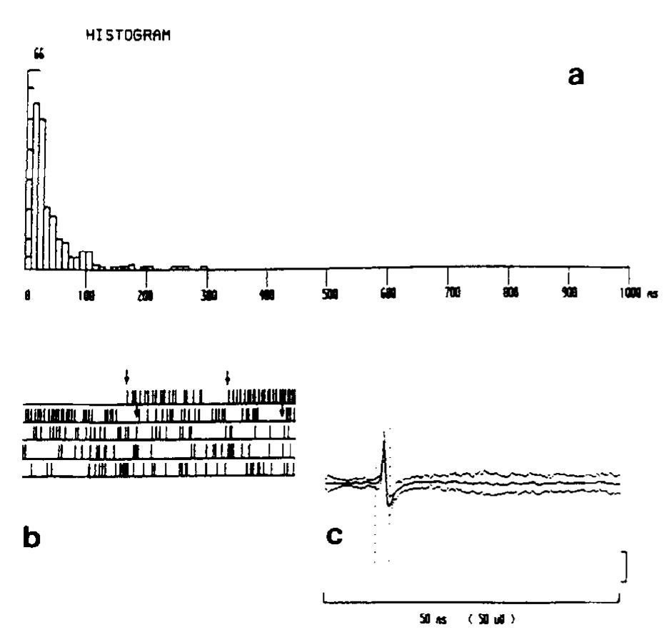 The typical interval histogram (a), firing pattern (b) and