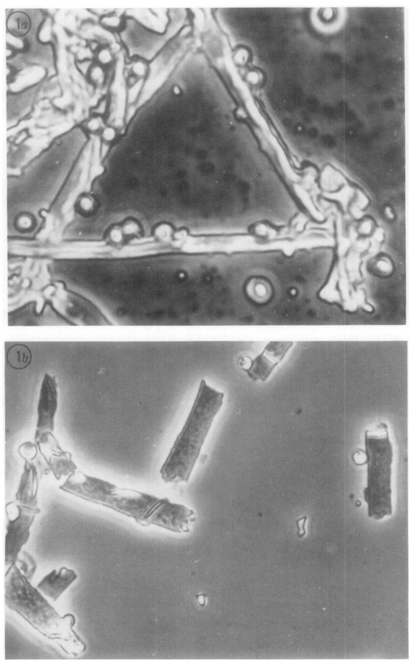 Fie. 1. (a) phase contrast photomicrograph of hyphae of
