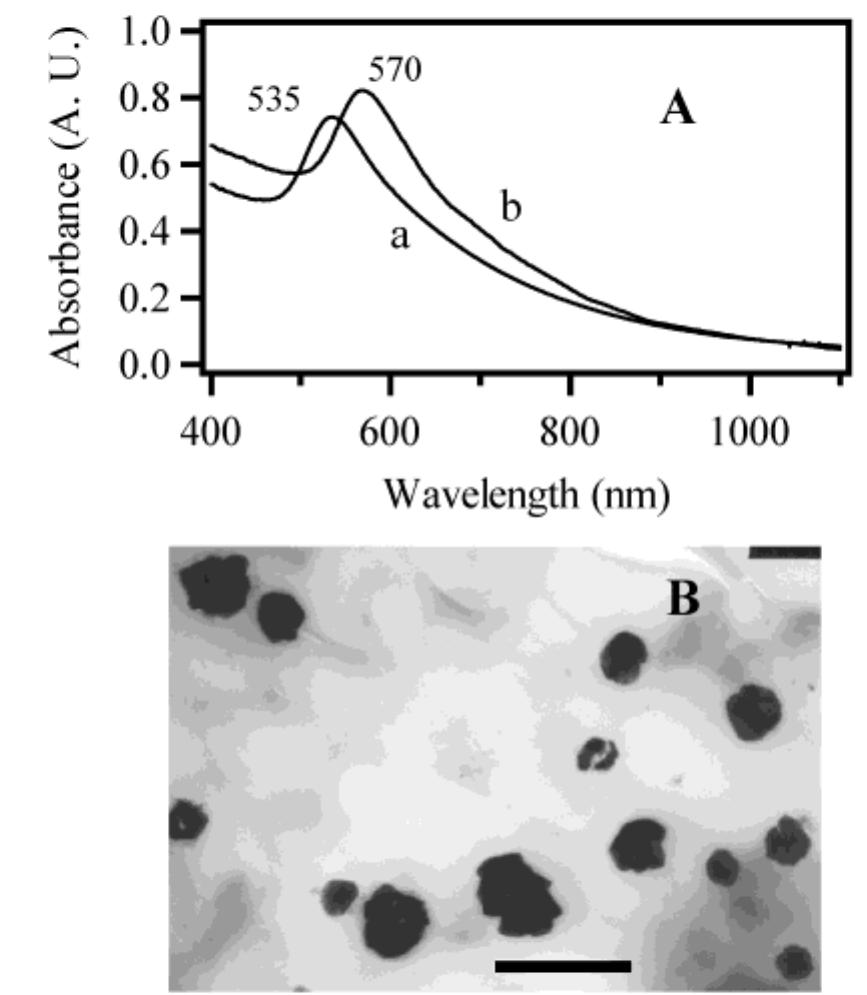 (a) uv-visible spectra of au nps prepared in starch in the