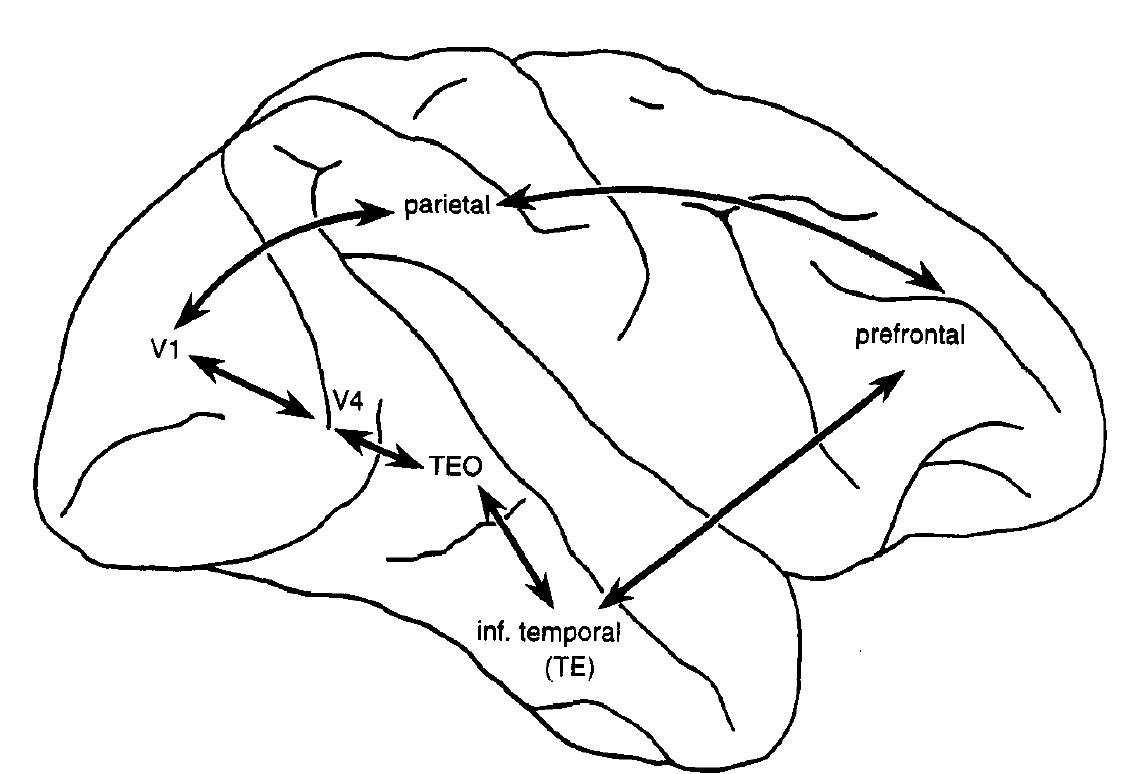 (PDF) Neural Mechanisms of Selective Visual Attention