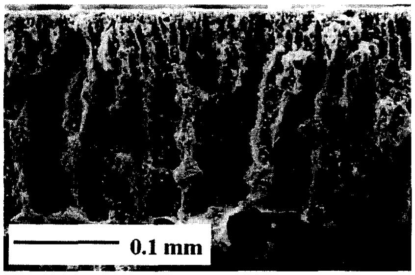 Plate 3. scanning electron micrograph of the cross-section