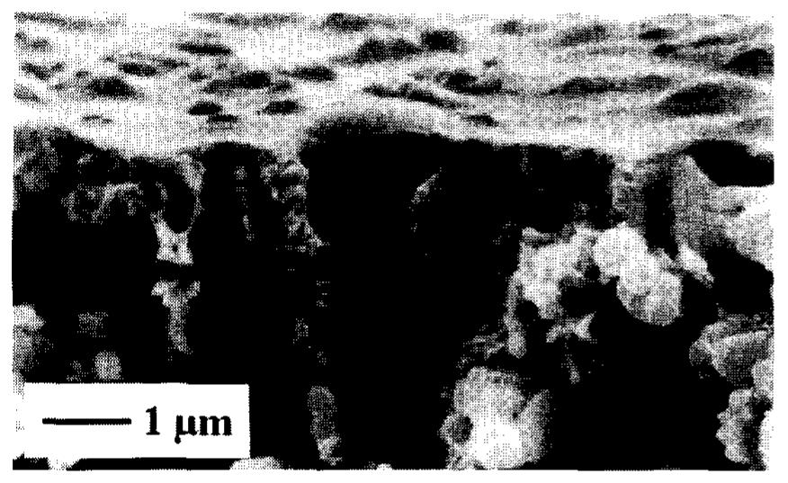 Plate 6, scanning electron micrograph of the skin-layer of
