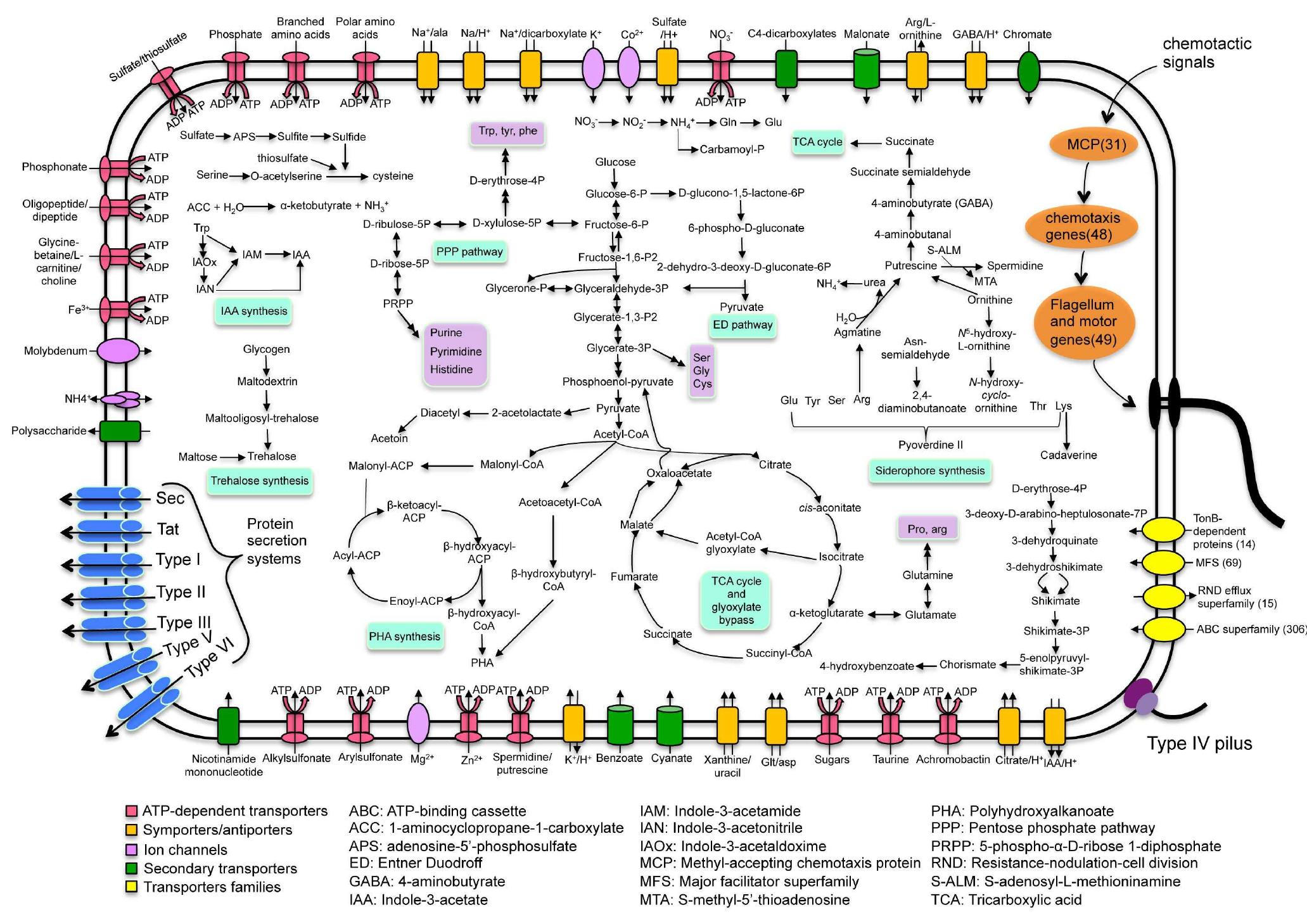 Schematic overview of metabolic pathways and transport
