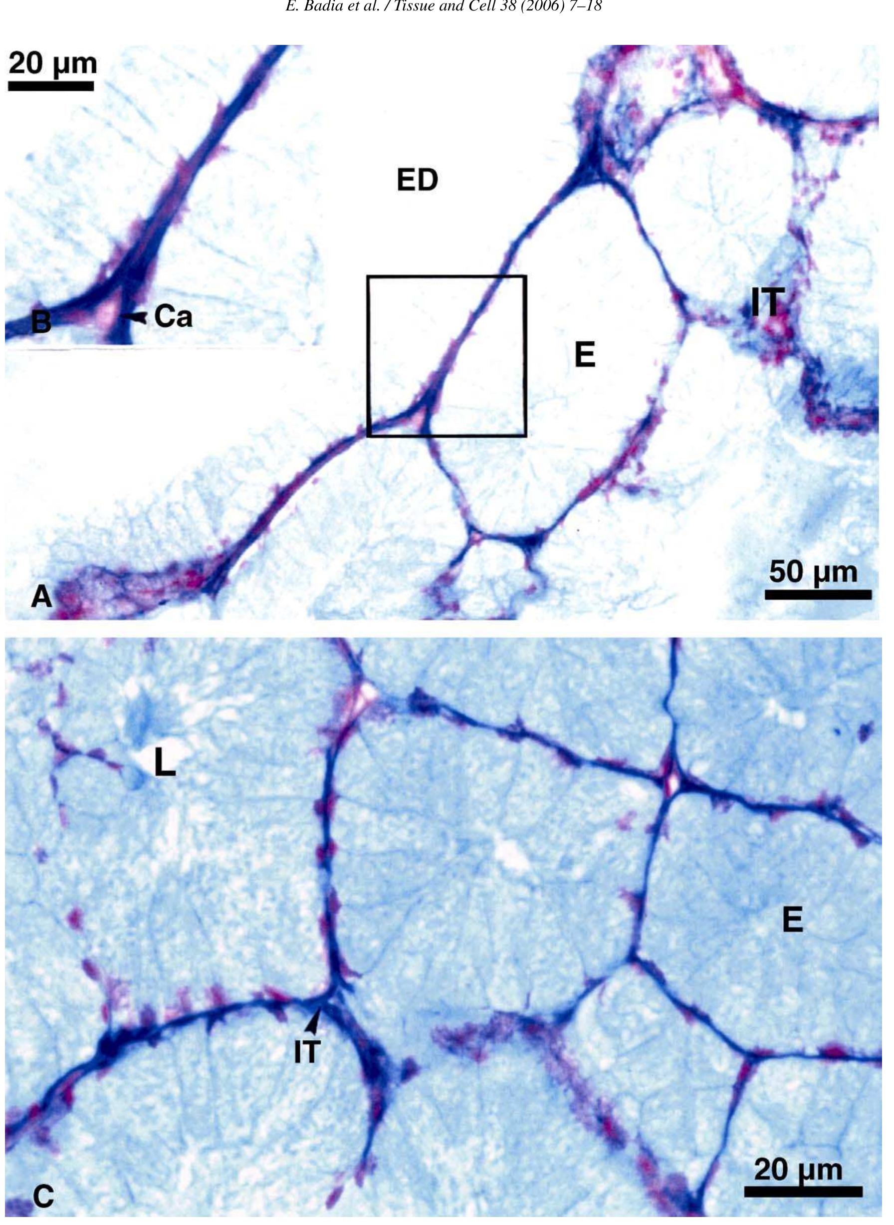 Structure of the secretory epithelium of boar bulbourethral