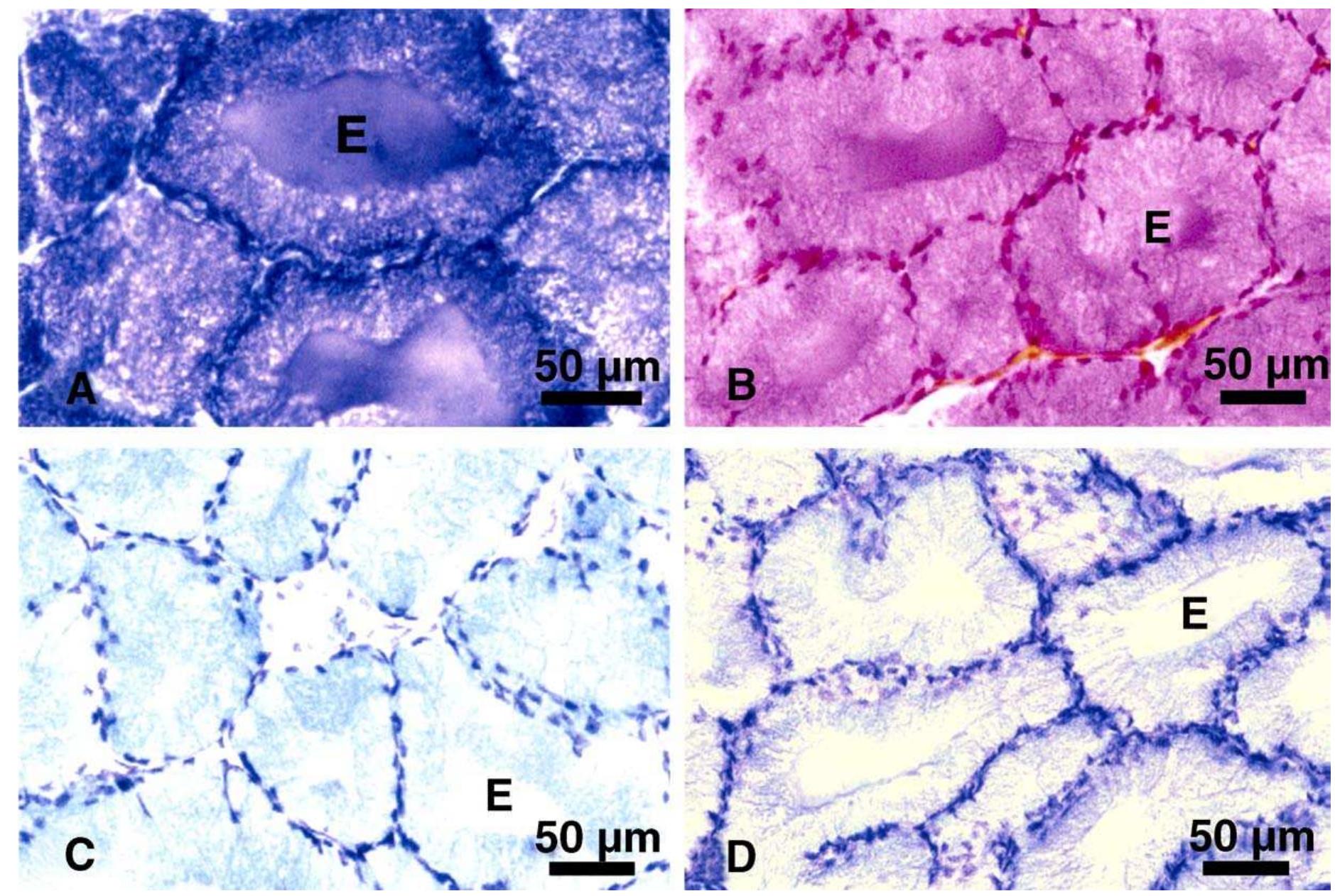 Structure of the secretory epithelium of boar bulbourethral