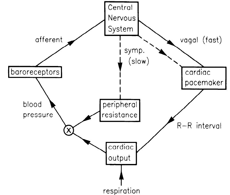 Schematic diagram of cardiovascular system. blood pressure