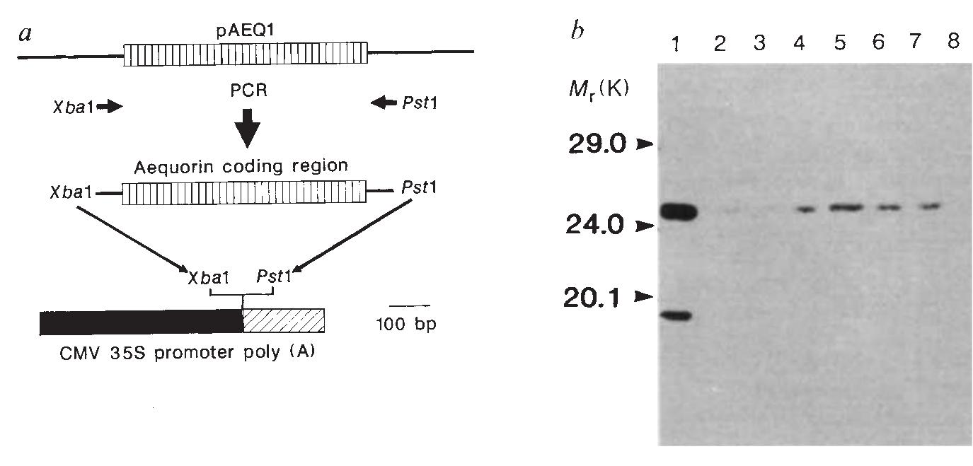 To aequorin isolated from aequorea, the filter was incubated
