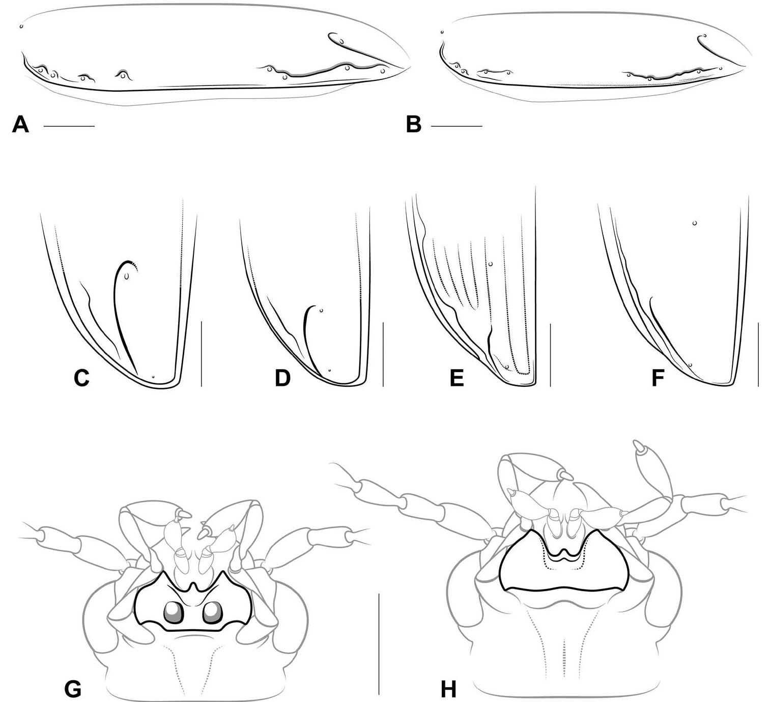 I. basic characters for generic and subgeneric level