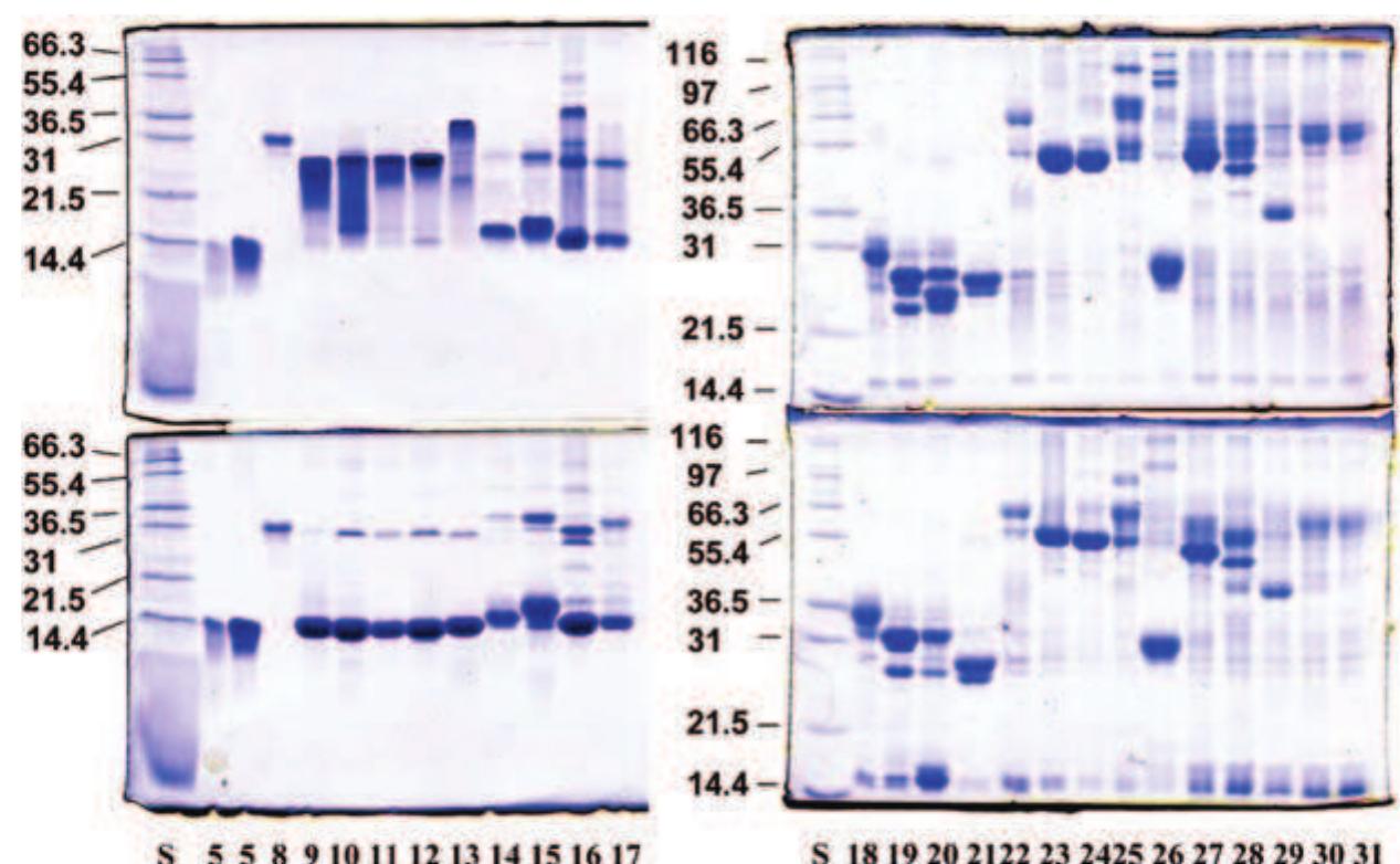 Sds-page of reverse-phase separated fractions from the venom