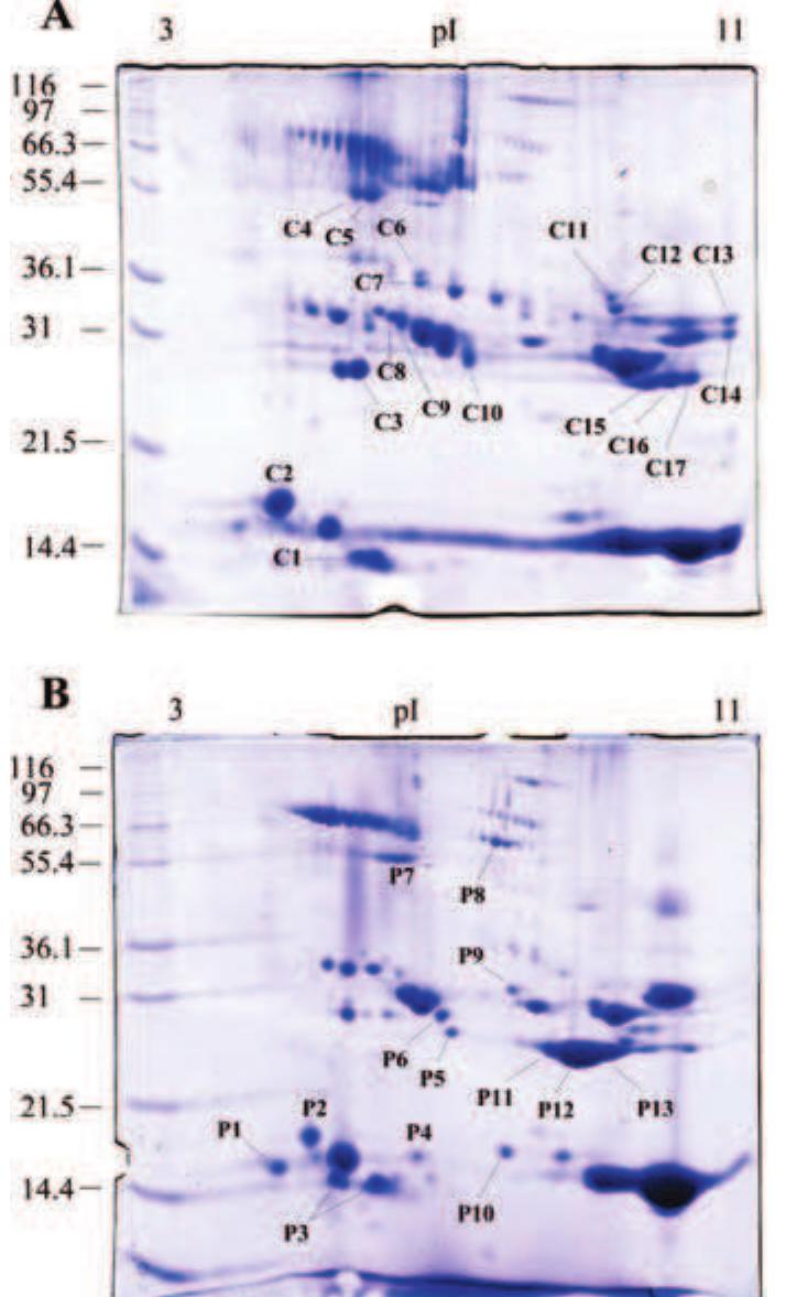 2d-sds-page of venom proteins from adult b. asper from the