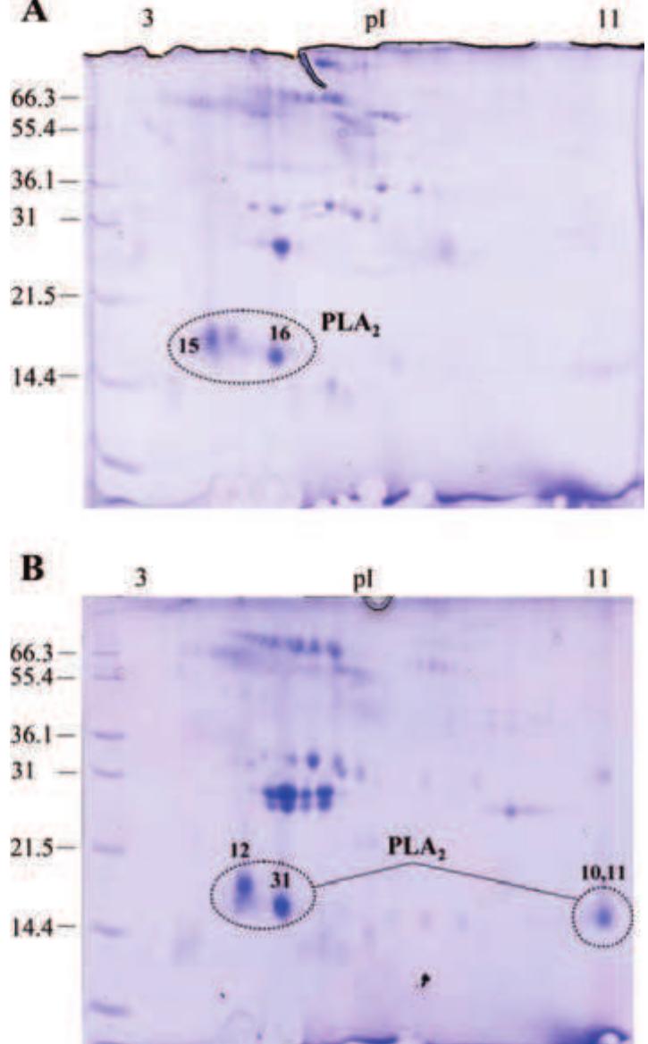 2d-sds-page of venom proteins from neonate b. asper from the