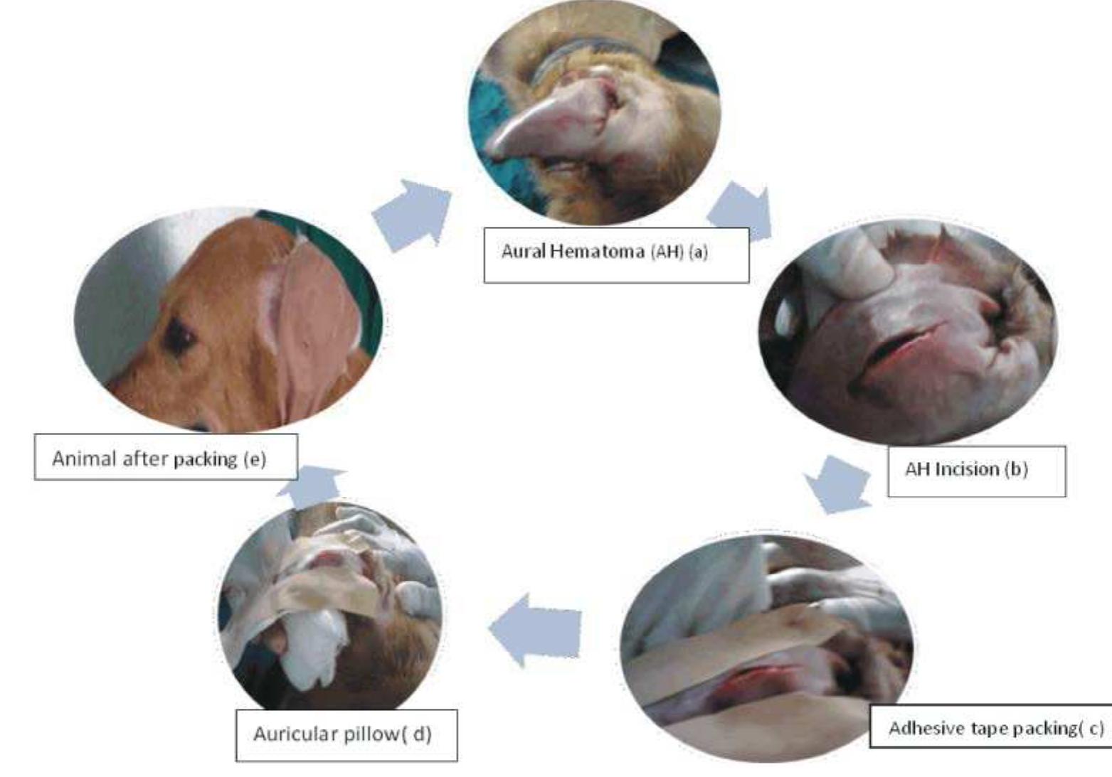 Management of aural hematoma with auricular pillow method