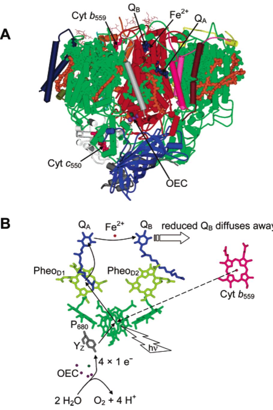 Structure of photosystem ii. panel a shows a schematic view