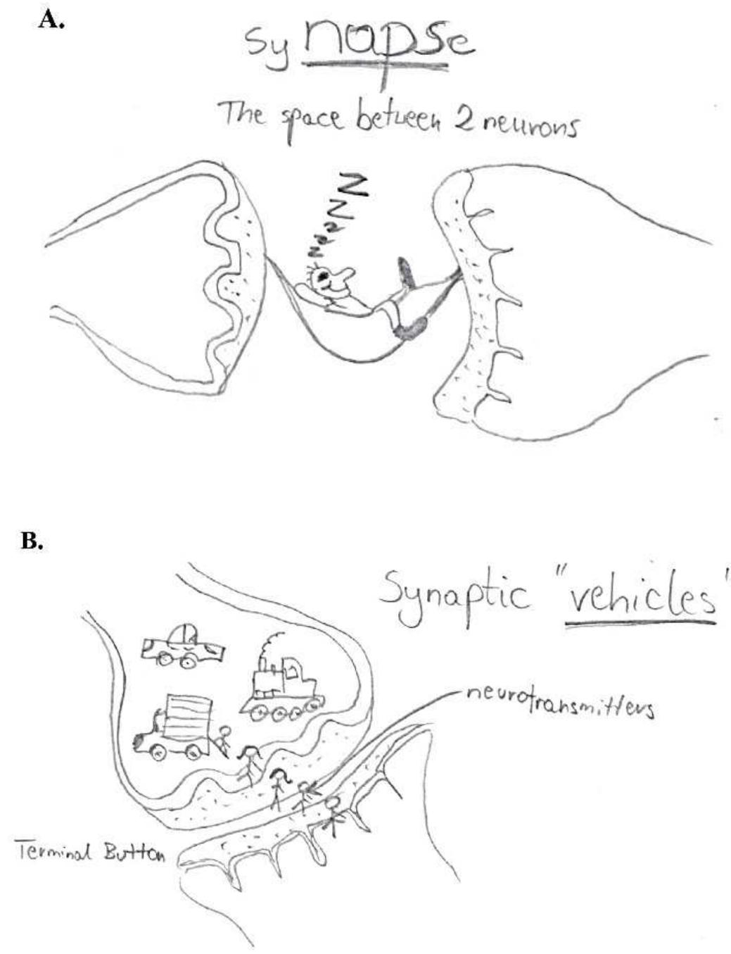 The examples of mnemonic method to memorize terms: a.