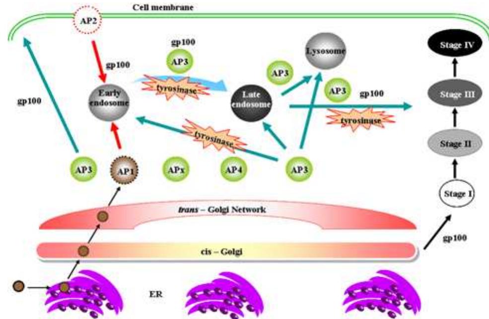 Figure 4 - Mechanism of skin pigmentation