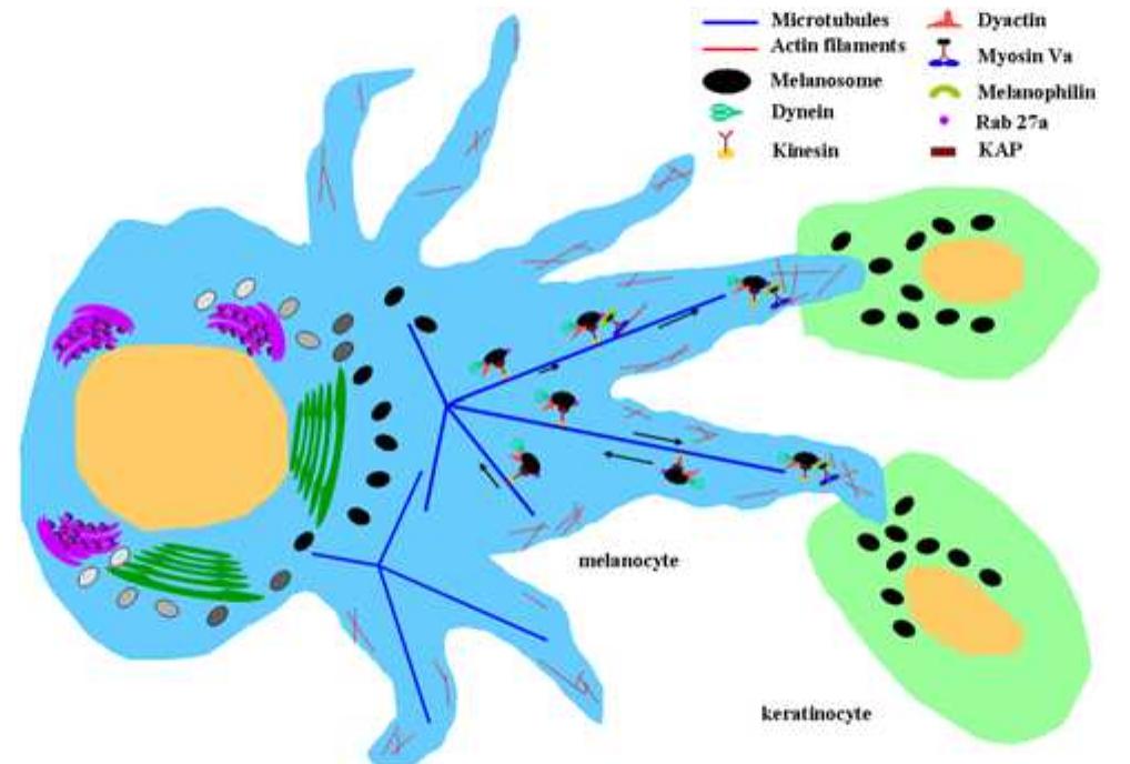 Figure 7 - Mechanism of skin pigmentation